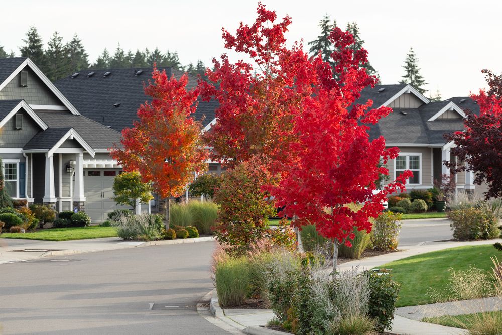 Ovation at Oak Tree, a 55+ Community in Lacey, - Taylor Morrison