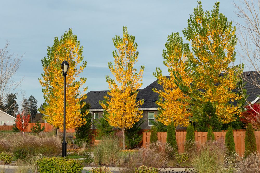 Ovation at Oak Tree, a 55+ Community in Lacey, - Taylor Morrison