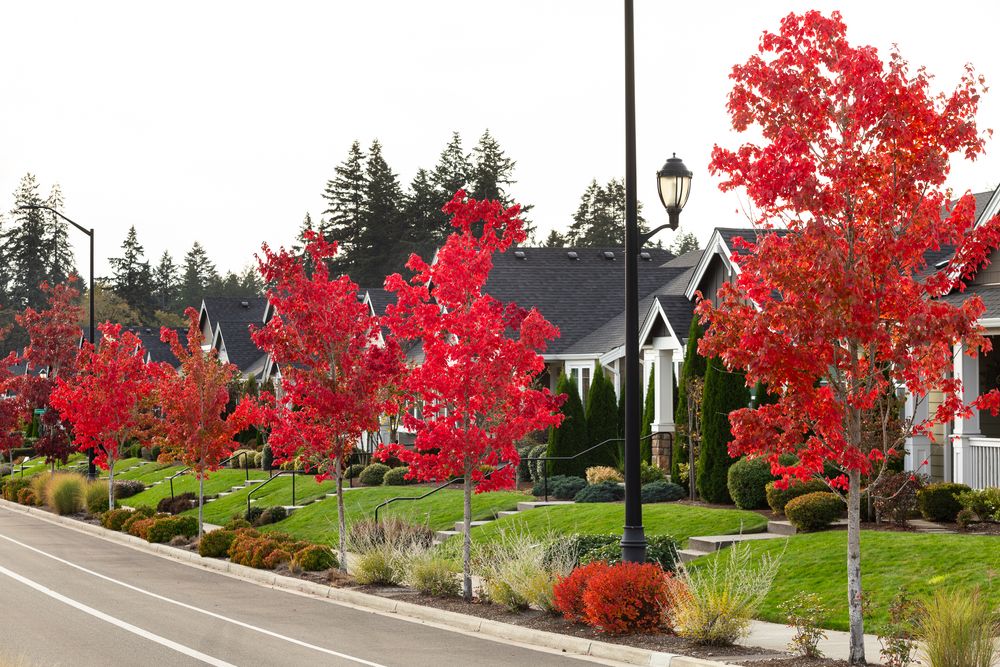 Ovation at Oak Tree, a 55+ Community in Lacey, - Taylor Morrison